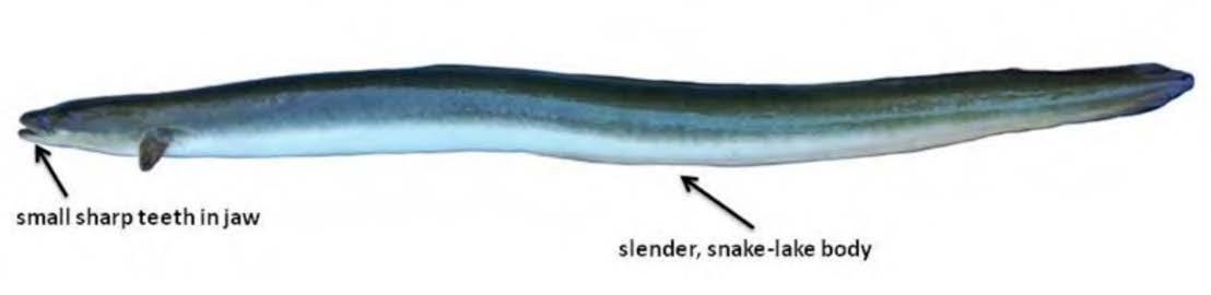 American Eel | Mississippi Department of Wildlife, Fisheries, and Parks